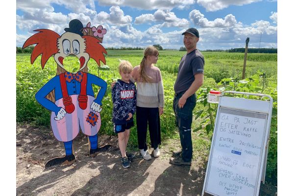 Naturlig gemmeleg: Nu kan du blive væk i en solsikkelabyrint i Sdr ...